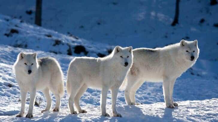 Why Some Wolves Are Now Fishing in Alaska - NewsBreak