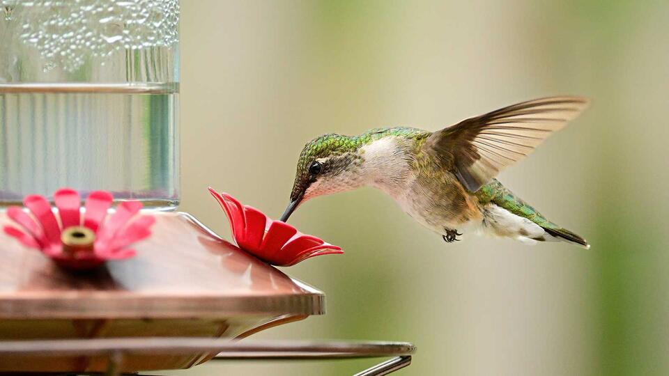 My hummingbird feeder has black mold – what do I do? Experts share ...