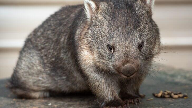 7 Animals That Are Stronger Than They Look - NewsBreak