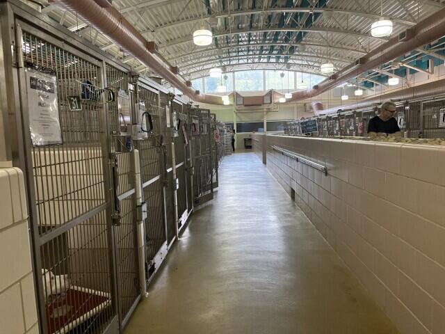 Adopt a dog for $25 - NewsBreak