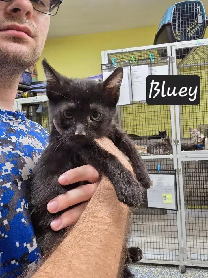 🐱 Playful Kittens Ready for Adoption in Maumelle - NewsBreak