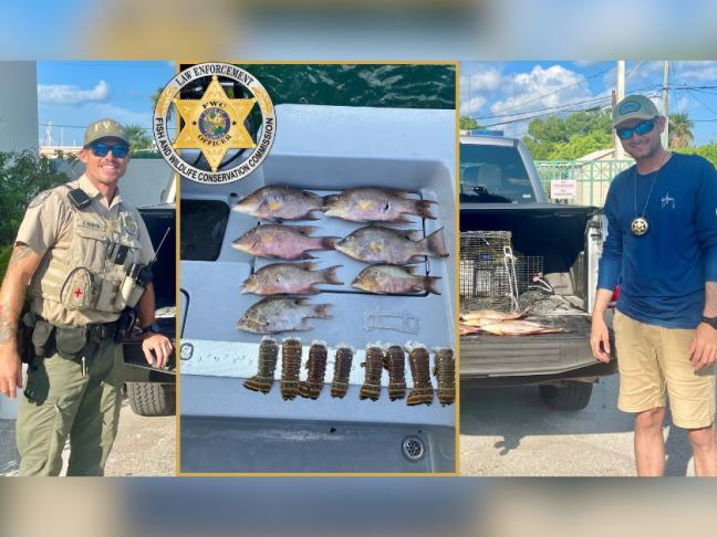 FWC uncovers illegal marine poaching operation; several lobster tails ...