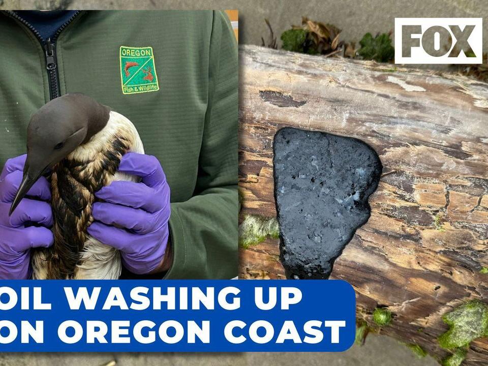 Birds covered in oil, globs of black tar wash up on Oregon coast