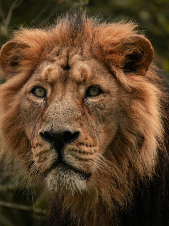 The True Tale of the Man-Eating Lions of Tsavo - NewsBreak
