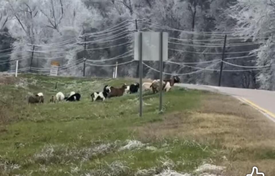 A gruff situation: Amid winter storm Mississippi sheriff issues travel ...