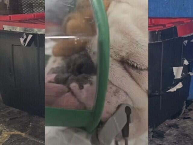 UPDATE: Suspect arrested in animal cruelty case with Reba, the English ...