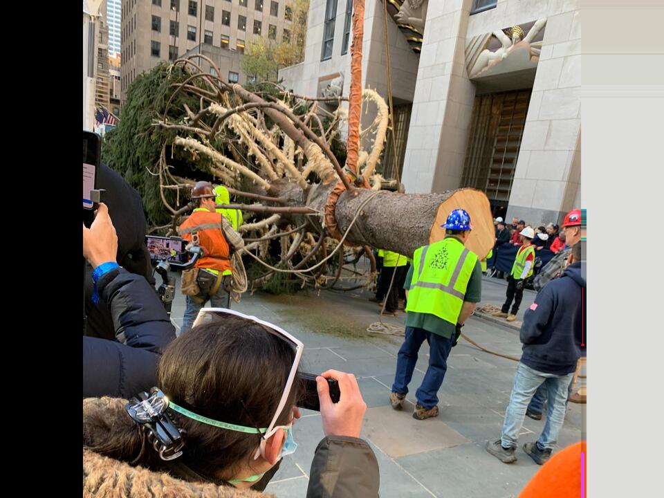 2023 Rockefeller Center Christmas tree arrives on the Plaza, sparks ...
