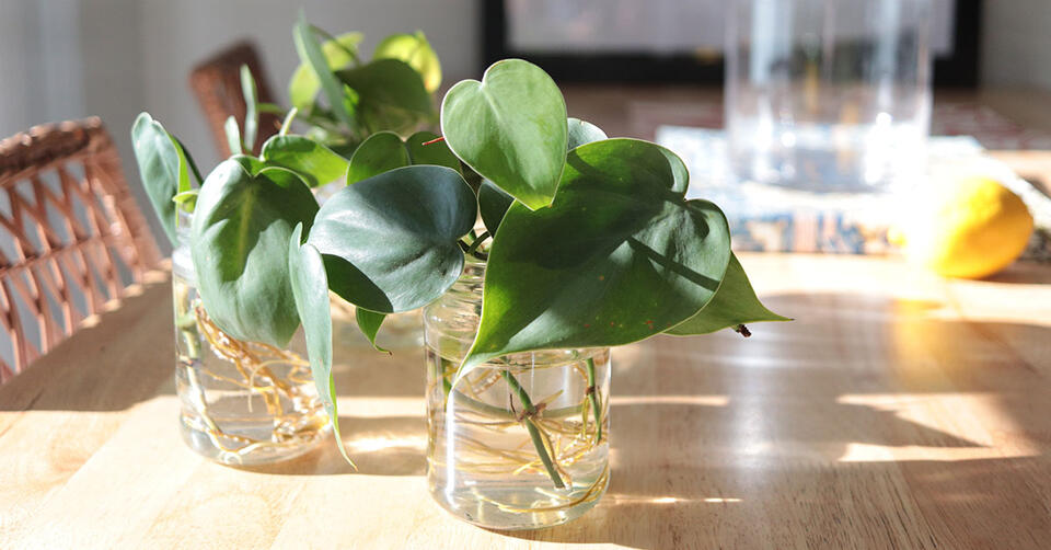 These 10 Houseplants Thrive On Neglect - NewsBreak