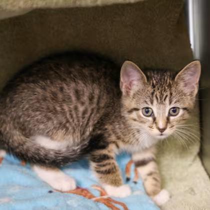 🐱 Friendly Cats Waiting for Adoption in Madison - NewsBreak