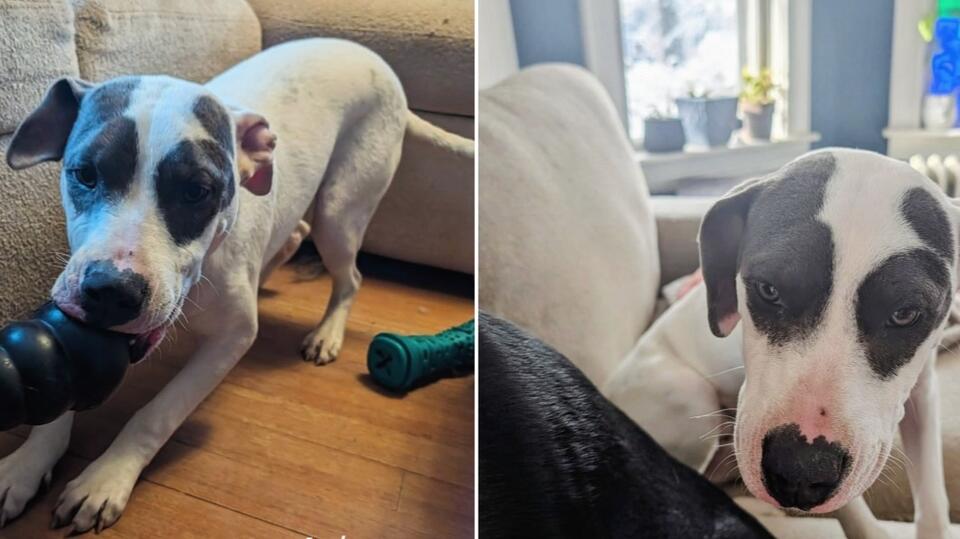 Gentle Souls with Goofy Personalities: 8-Month-Old Brothers Still ...