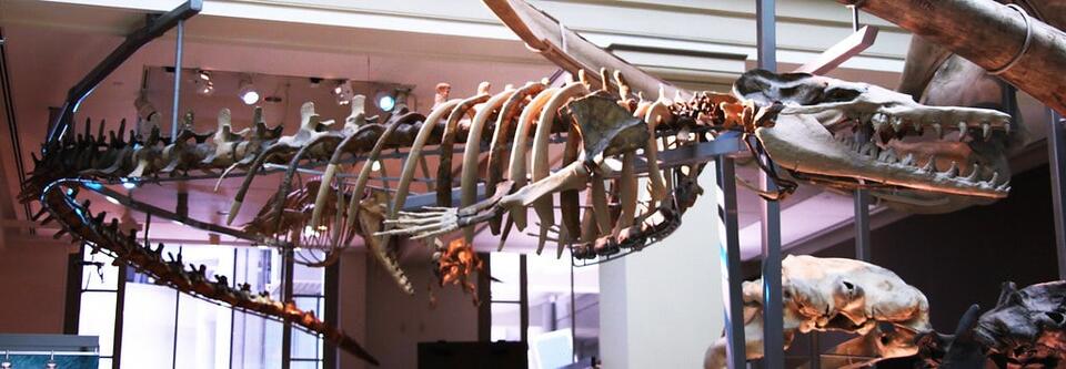 The Complete List of Every U.S. State Dinosaur and Fossil - NewsBreak
