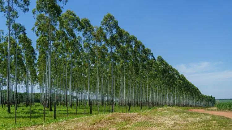 BTG Pactual forms $700m timberland platform in southern Brazil with BCI ...
