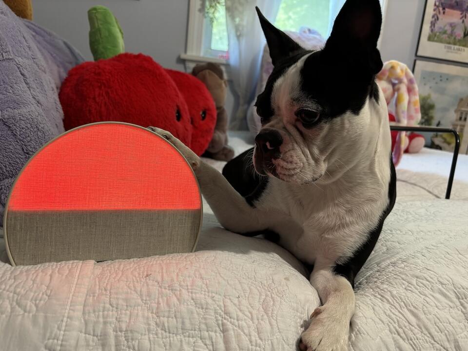 Hatch’s New ‘Dog Channel’ Is a Lifesaver for Anxious Pups