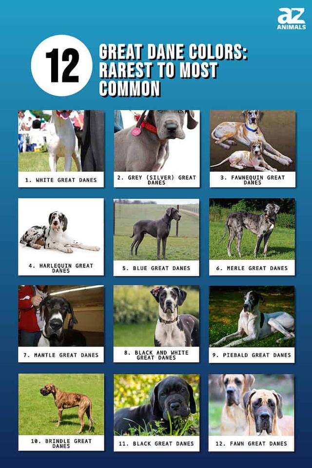 Great Dane Colors: Rarest to Most Common - NewsBreak