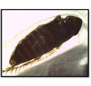 First-in-nation insect encountered in a commercial shipment of leafy ...