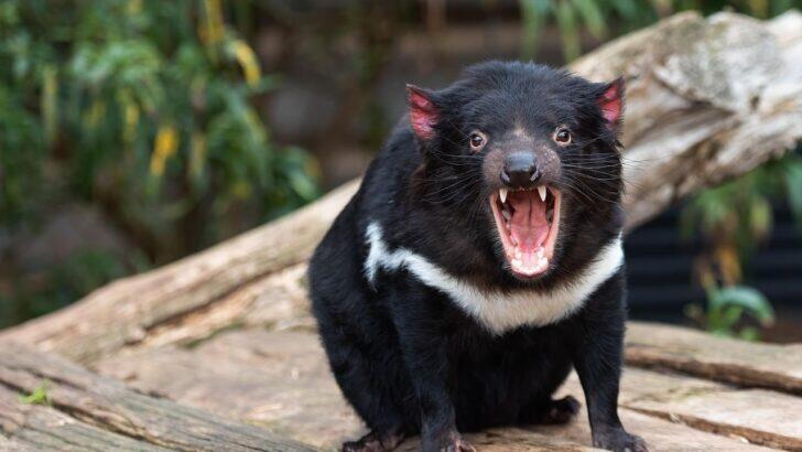 15 Most Fearless Animals on Earth in 2026 - NewsBreak