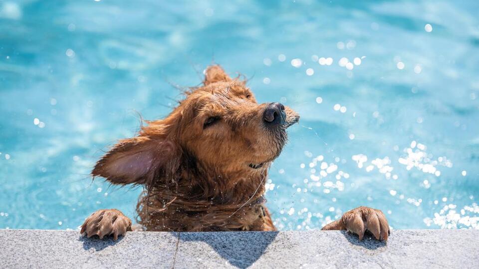 These St. Louis-area pools are hosting end-of-summer dog swimming ...