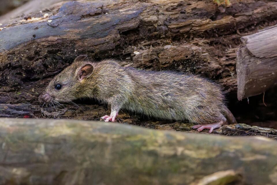 Does NH Have a Rat Problem? - NewsBreak