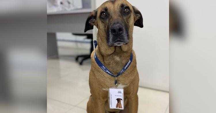 Stray Pup Seen Hanging Around Hyundai Dealership Gets “Hired” As Sales ...