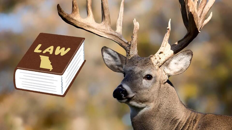 What Missouri’s 4 New Deer Regulation Changes Mean for Hunters - NewsBreak