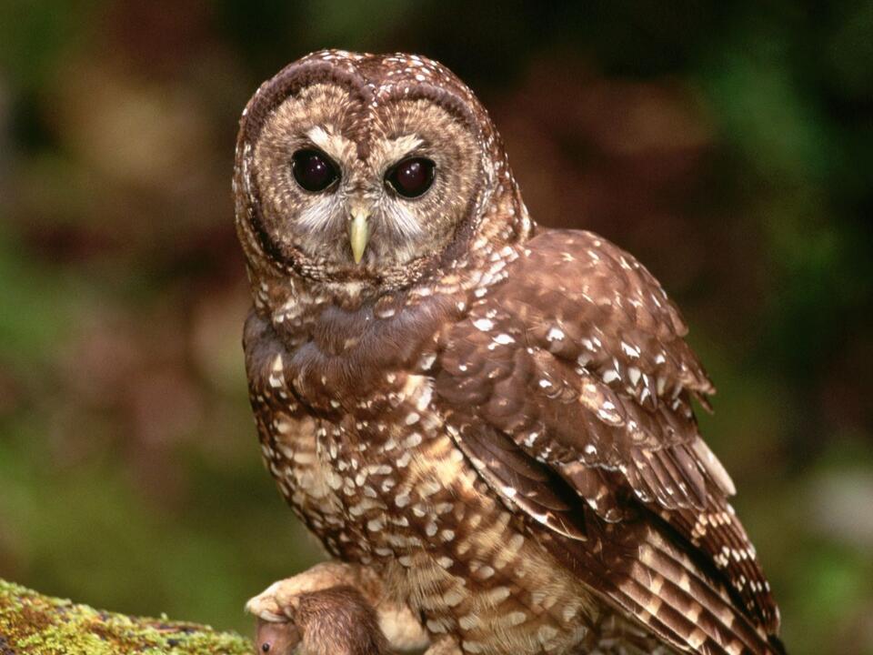 To save spotted owls from extinction US officials may kill thousands of ...