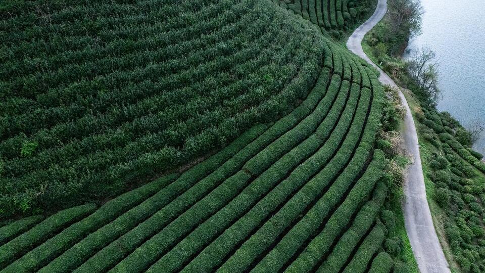 On the hunt for China's most famous green tea - NewsBreak