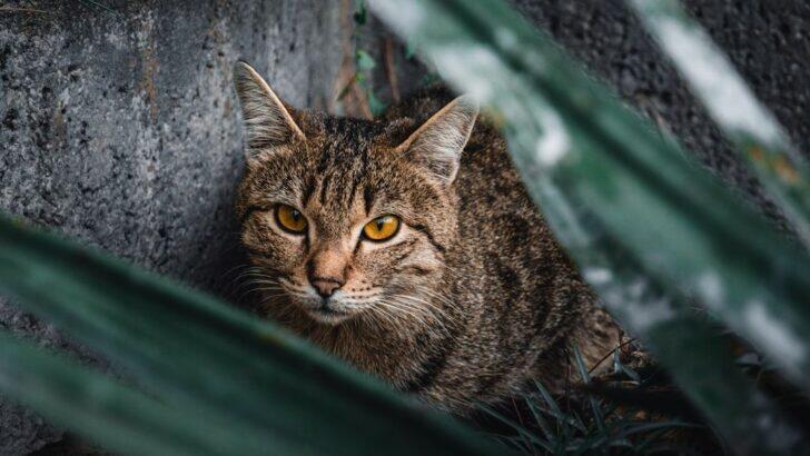 7 Predators That Detect Fear Faster Than Any Human Can - NewsBreak