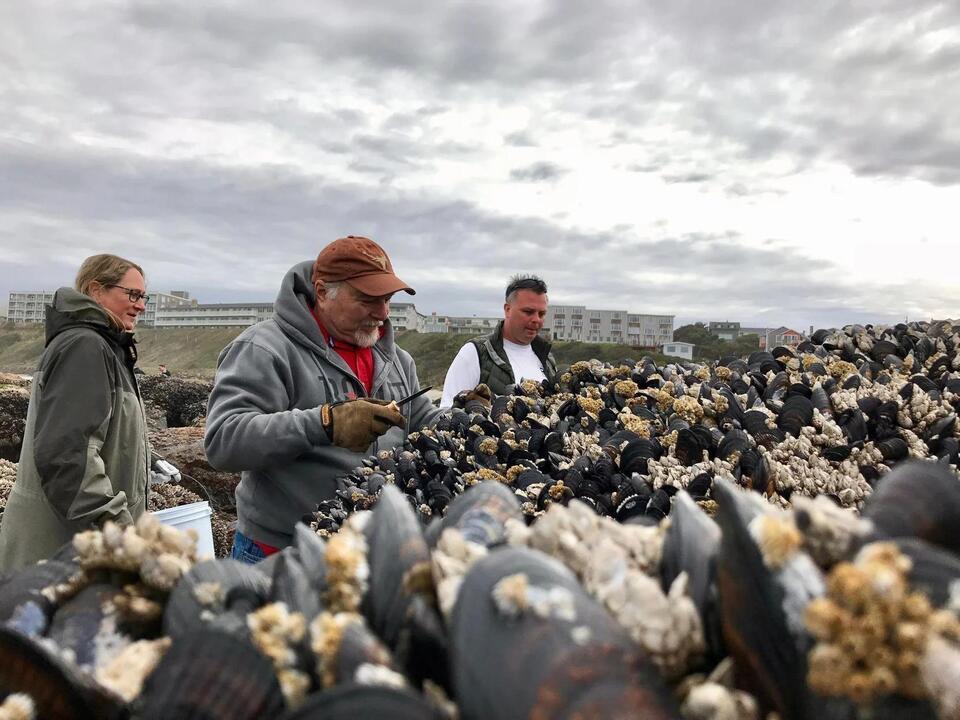 Mussel harvest closure Washington border to the north jetty of the ...