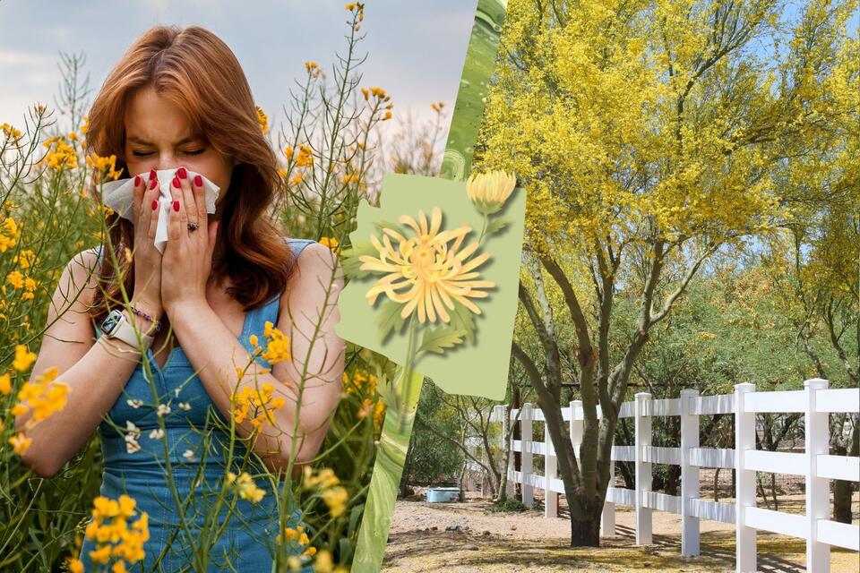 How To Tell Allergies From Illness In Arizona's Spring - NewsBreak