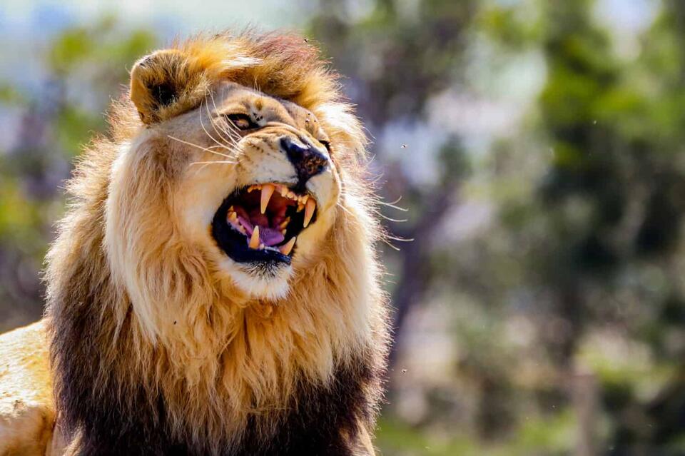 Watch This Huge Male Lion Come Right Up Next to Tourists and Proudly ...
