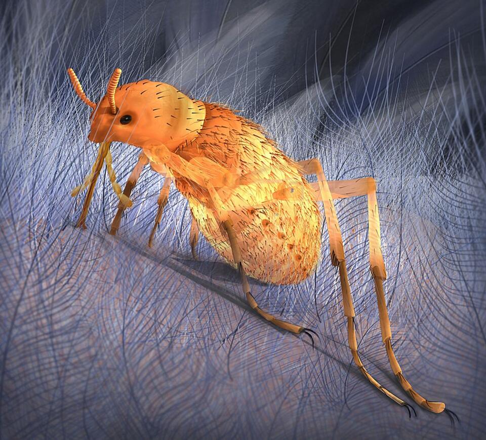The Jurassic Itch: Meet the Giant Fleas That Bit Dinosaurs - NewsBreak