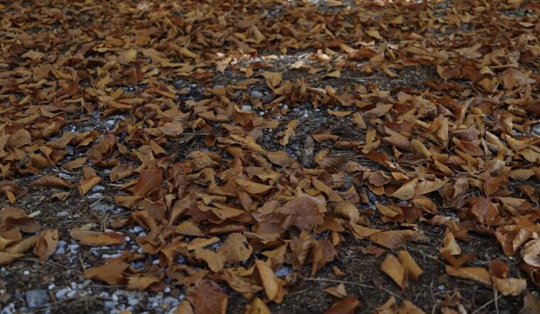 Janesville Announces Fall Leaf Collection Schedule with Online Map ...
