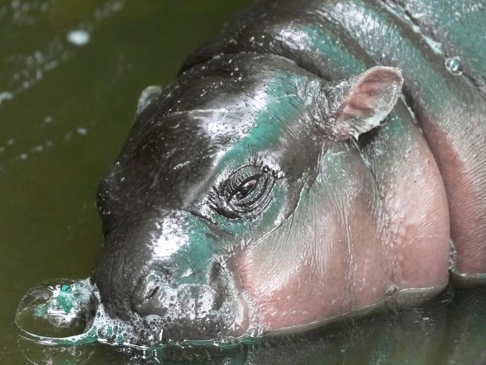 Baby pygmy hippo Moo Deng now has an official song