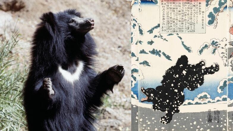 Japan Now Has a Bear Meat Vending Machine, More Could Follow - NewsBreak