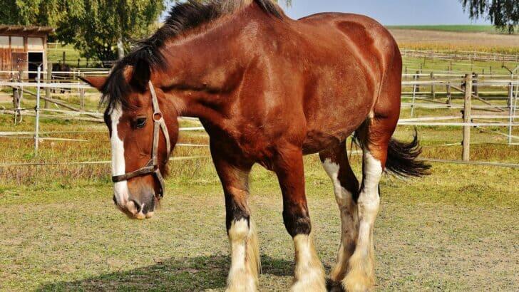 10 Fascinating Facts About Horse Vision - NewsBreak