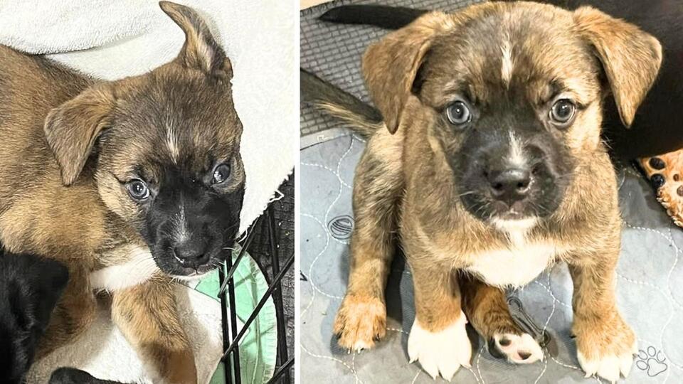 Tiny 7-Week-Old Treeing Tennessee Brindle Mix Puppy is Looking For Love ...