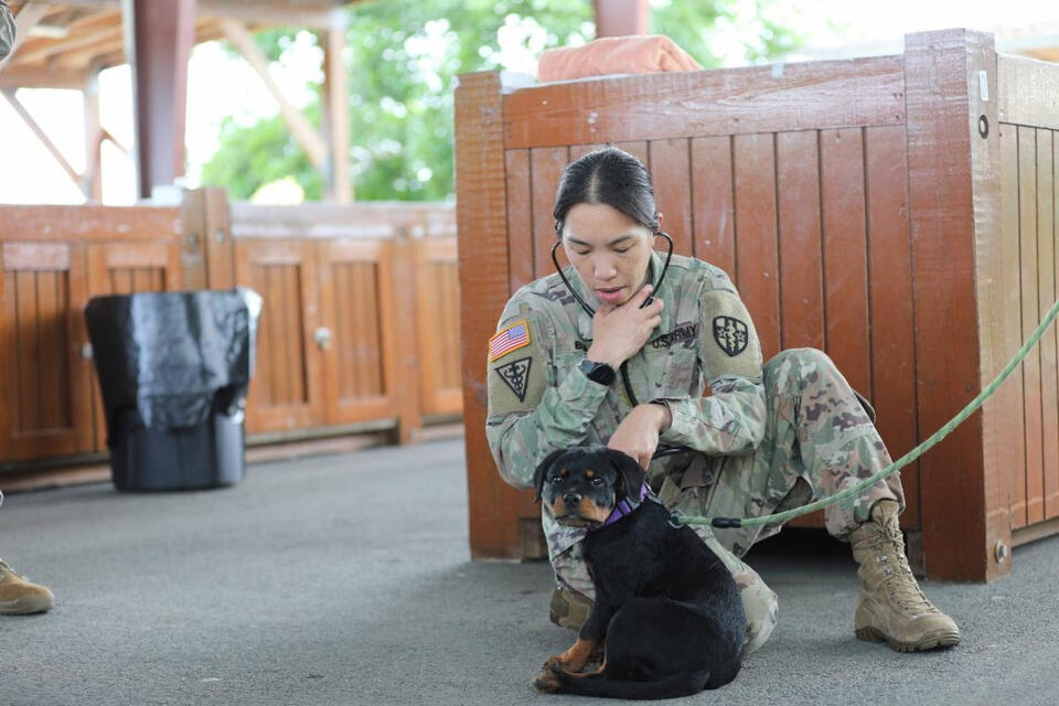 US military provides free veterinary care in the US Virgin Islands ...