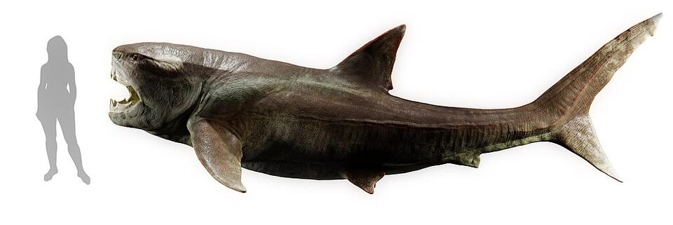 The Prehistoric Fish That Could Crush Bones With Its Bite - NewsBreak