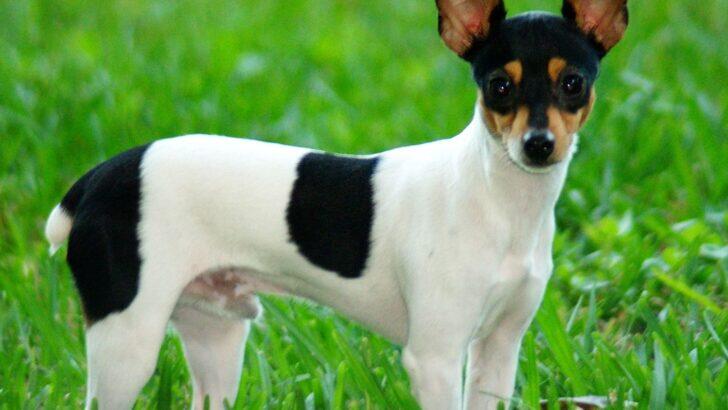 20 Small Dog Breeds That Stay Puppy-Sized (Mostly) - NewsBreak