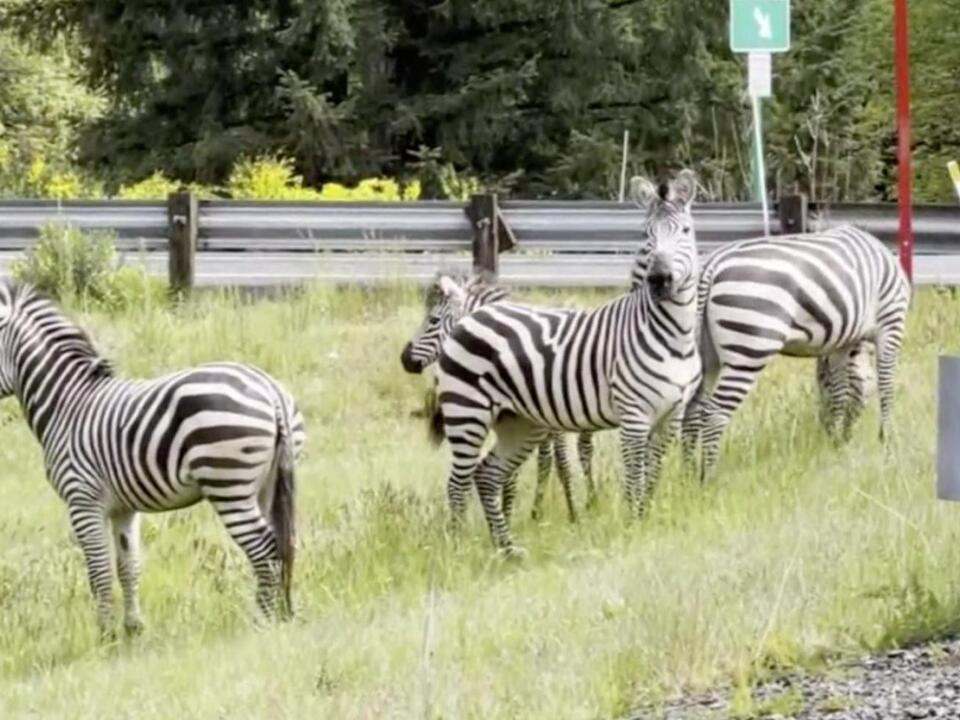 Zebra on the run in Washington State