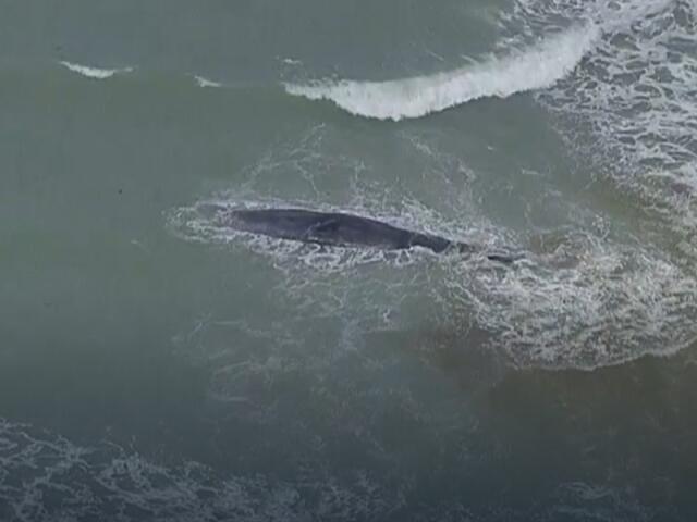 Sperm whale dies after beaching itself off the southwest coast of ...