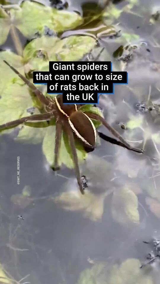 Fen raft spiders were near extinction but conservationists from RSPB ...