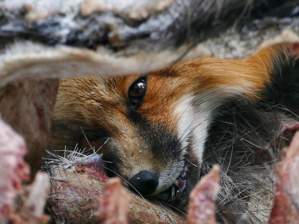 Rabid fox bites Alabama woman while she unloads her groceries