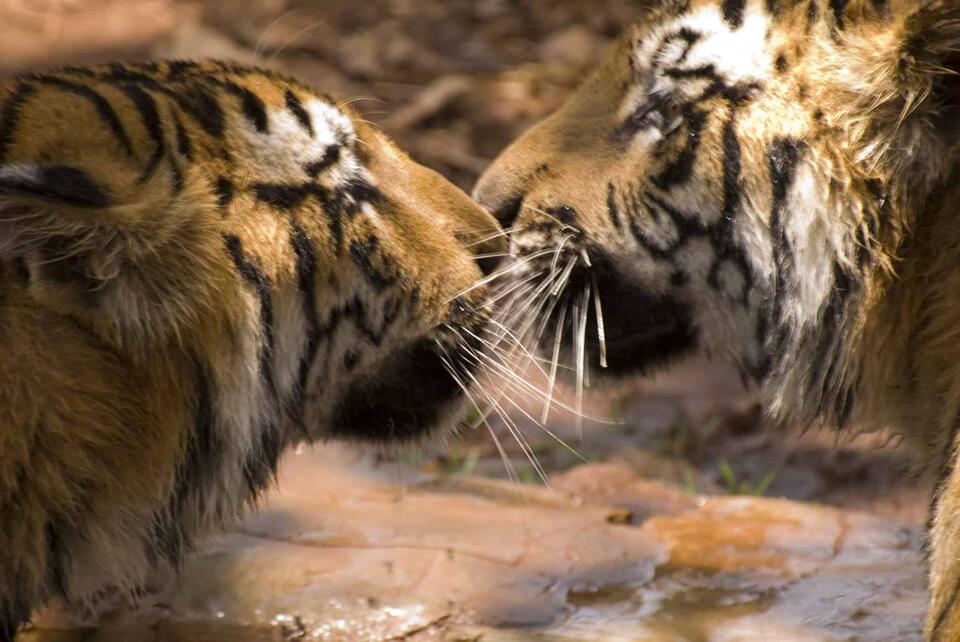 9 Purr-fectly Wild Tiger Facts - NewsBreak
