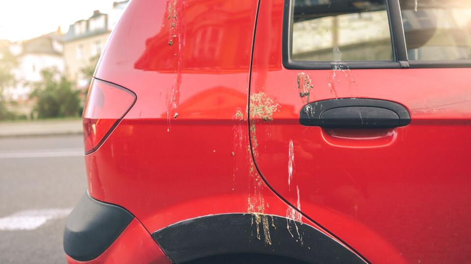 Smart Strategies to Stop Birds from Pooping on Your Car - NewsBreak