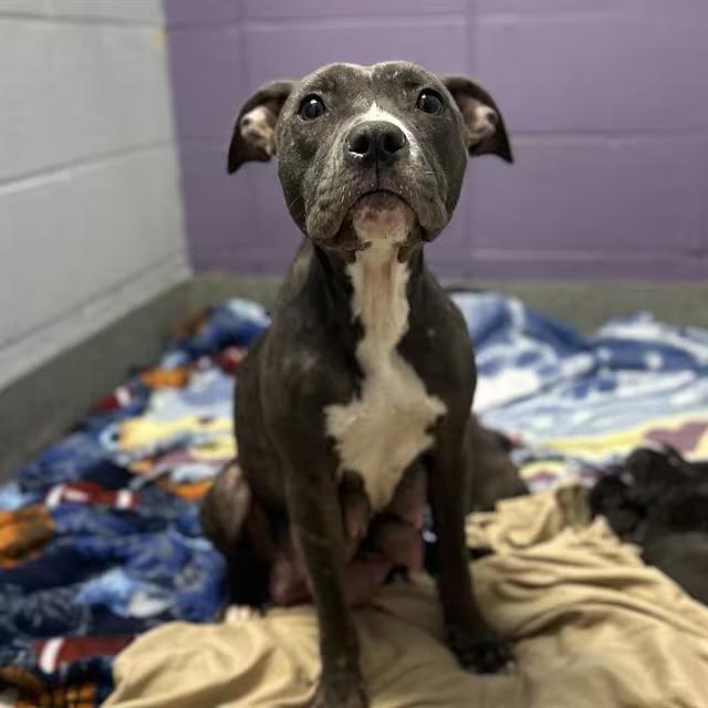 🐶 Playful, Loyal & Loving Dogs Ready for Adoption in Huntsville - NewsBreak