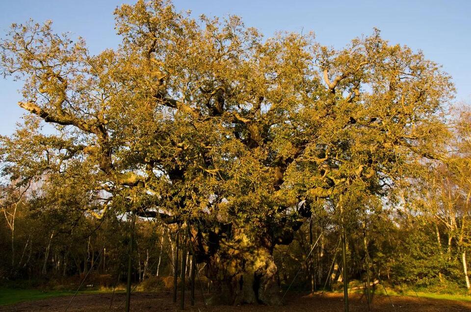 From Robin Hood's hideout to a tree that's worth nearly one million ...