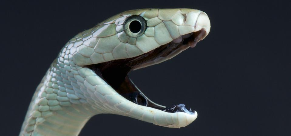 3 Nightmarish Facts About The ‘Black Mamba’ — Blistering Agility, Fast ...