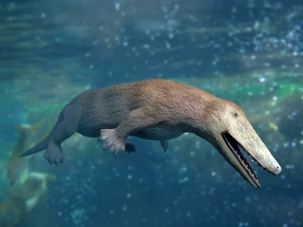 What Prehistoric Aquatic Mammals Tell Us About Evolution After ...