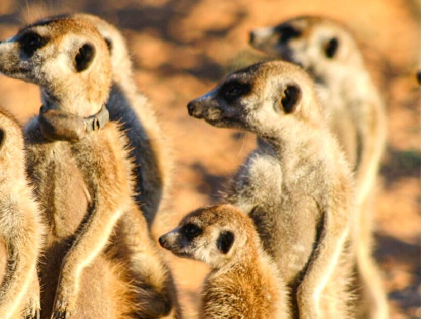 Meerkat Manor Season 1 Streaming: Watch & Stream Online via Amazon ...